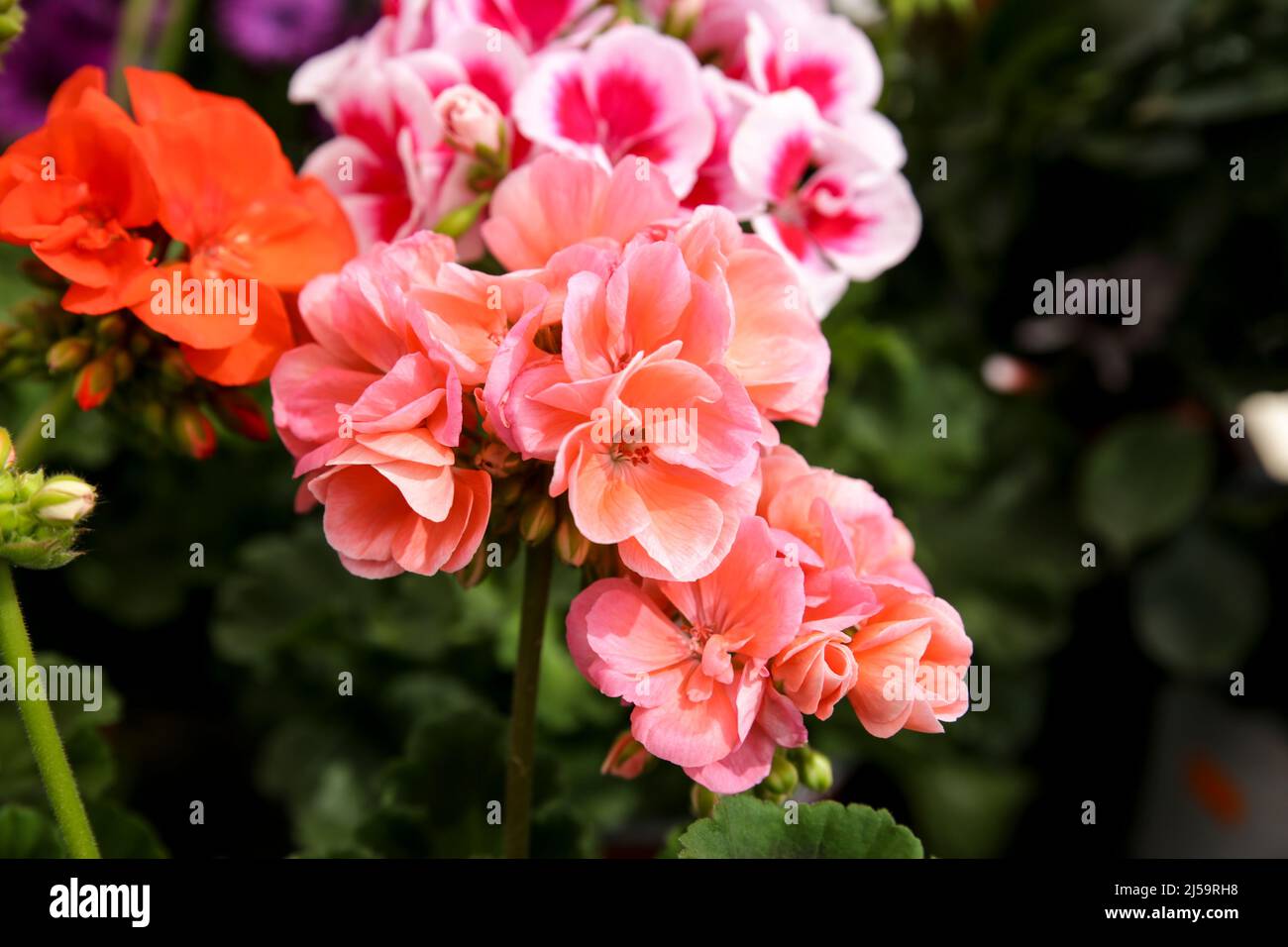 Colorful Pelargonium Hybridum and Zonale flowers in the garden Stock ...