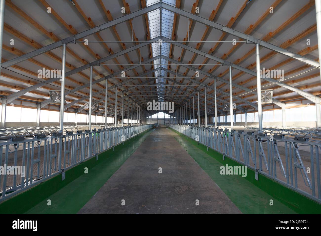 Large cowshed for dairy cows in the final stage of construction Stock ...