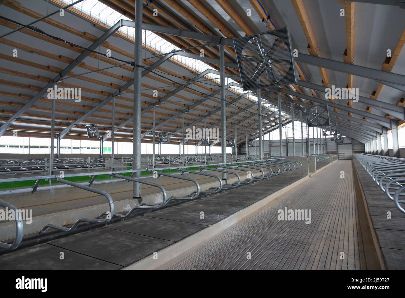 Large cowshed for dairy cows in the final stage of construction Stock ...