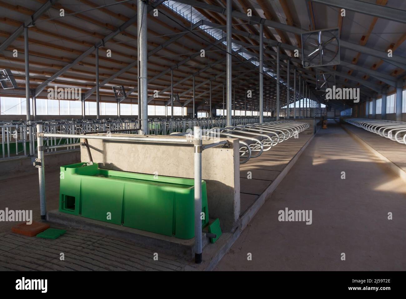 Large cowshed for dairy cows in the final stage of construction Stock ...