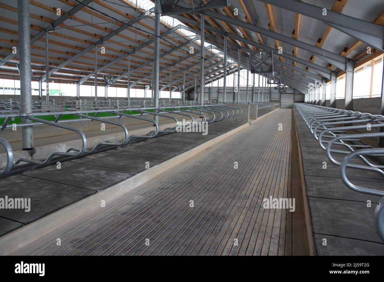 Large cowshed for dairy cows in the final stage of construction Stock ...