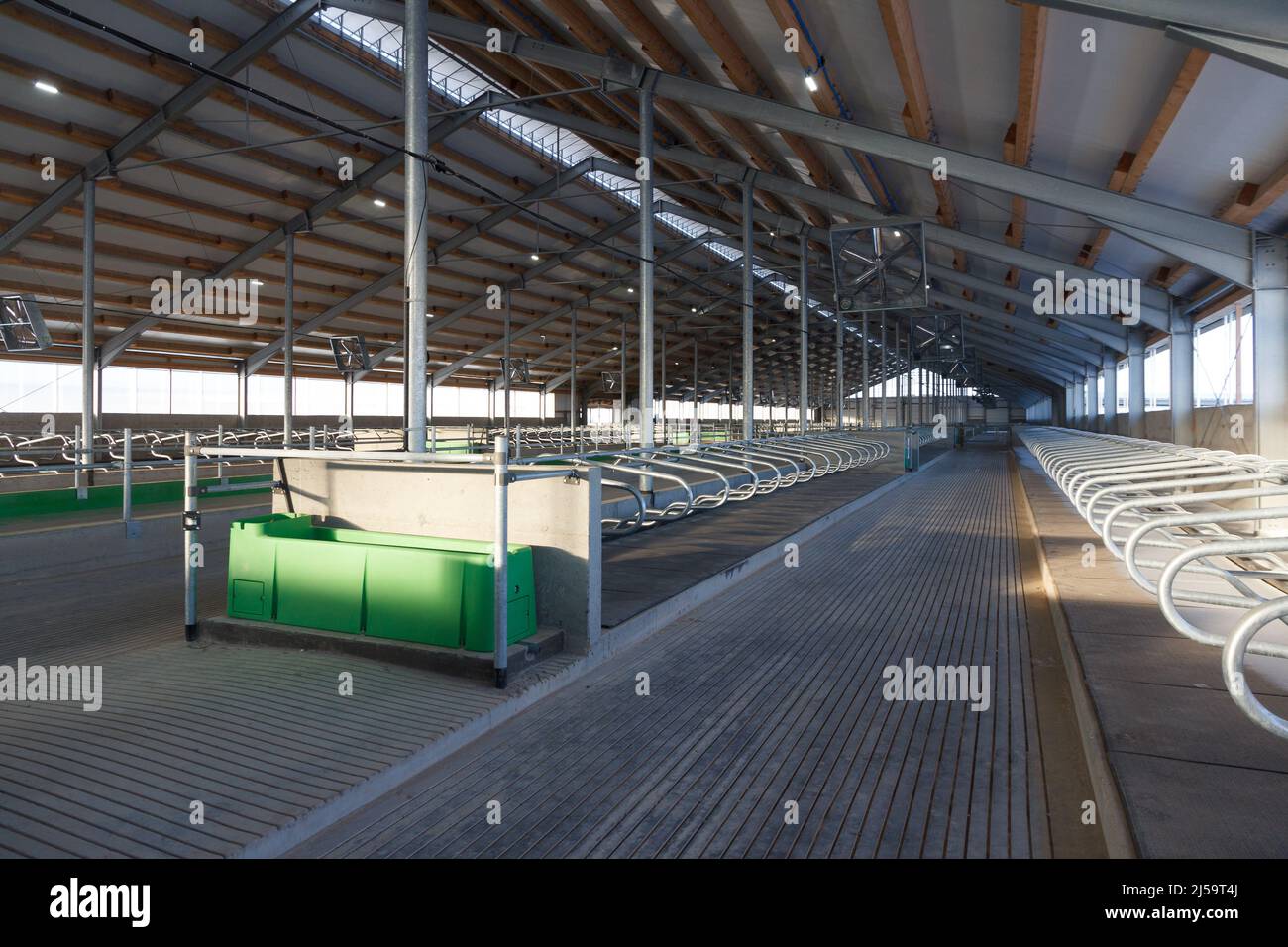 Large cowshed for dairy cows in the final stage of construction Stock ...