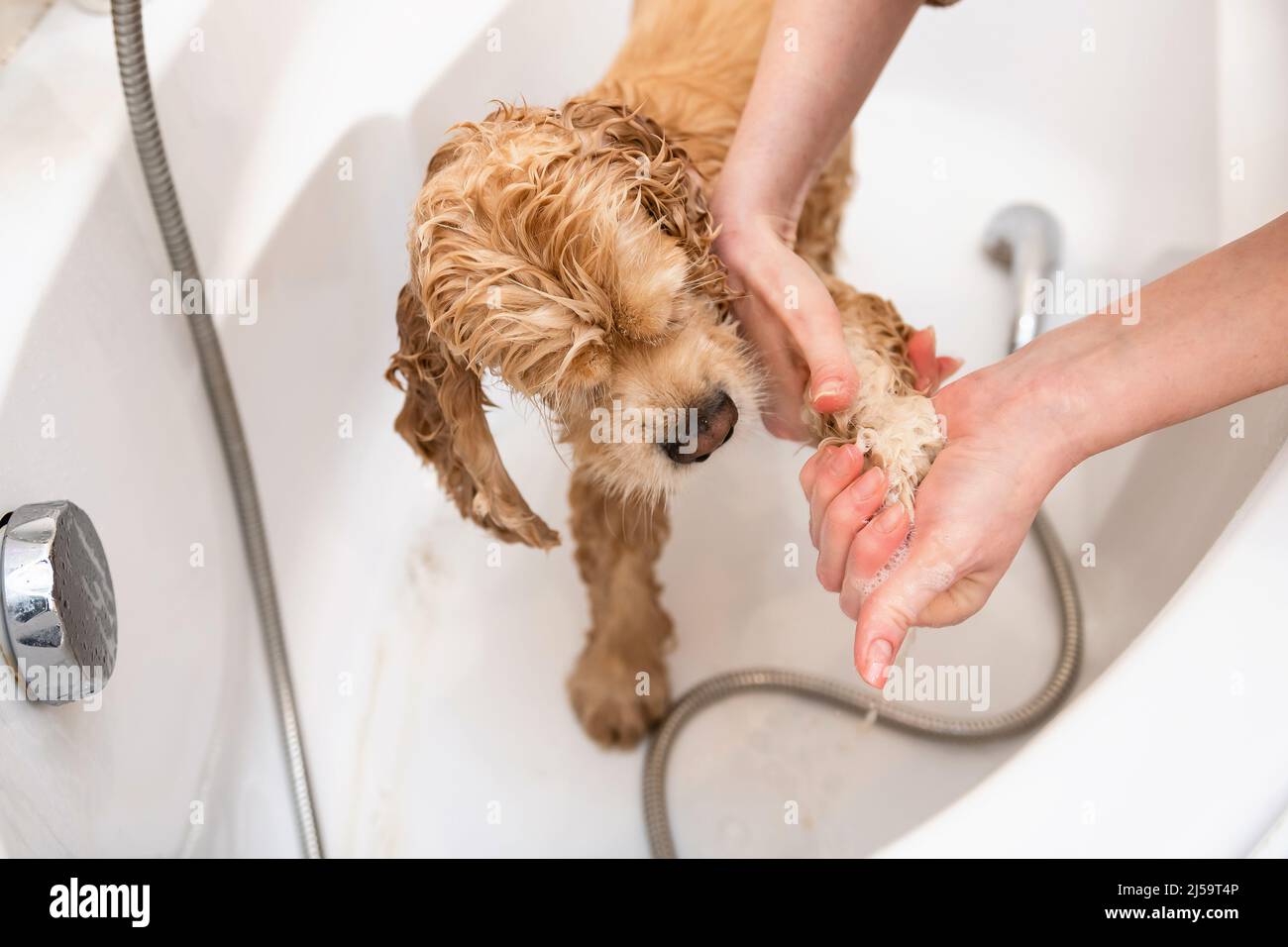Dog owner washing dogs hi-res stock photography and images - Alamy