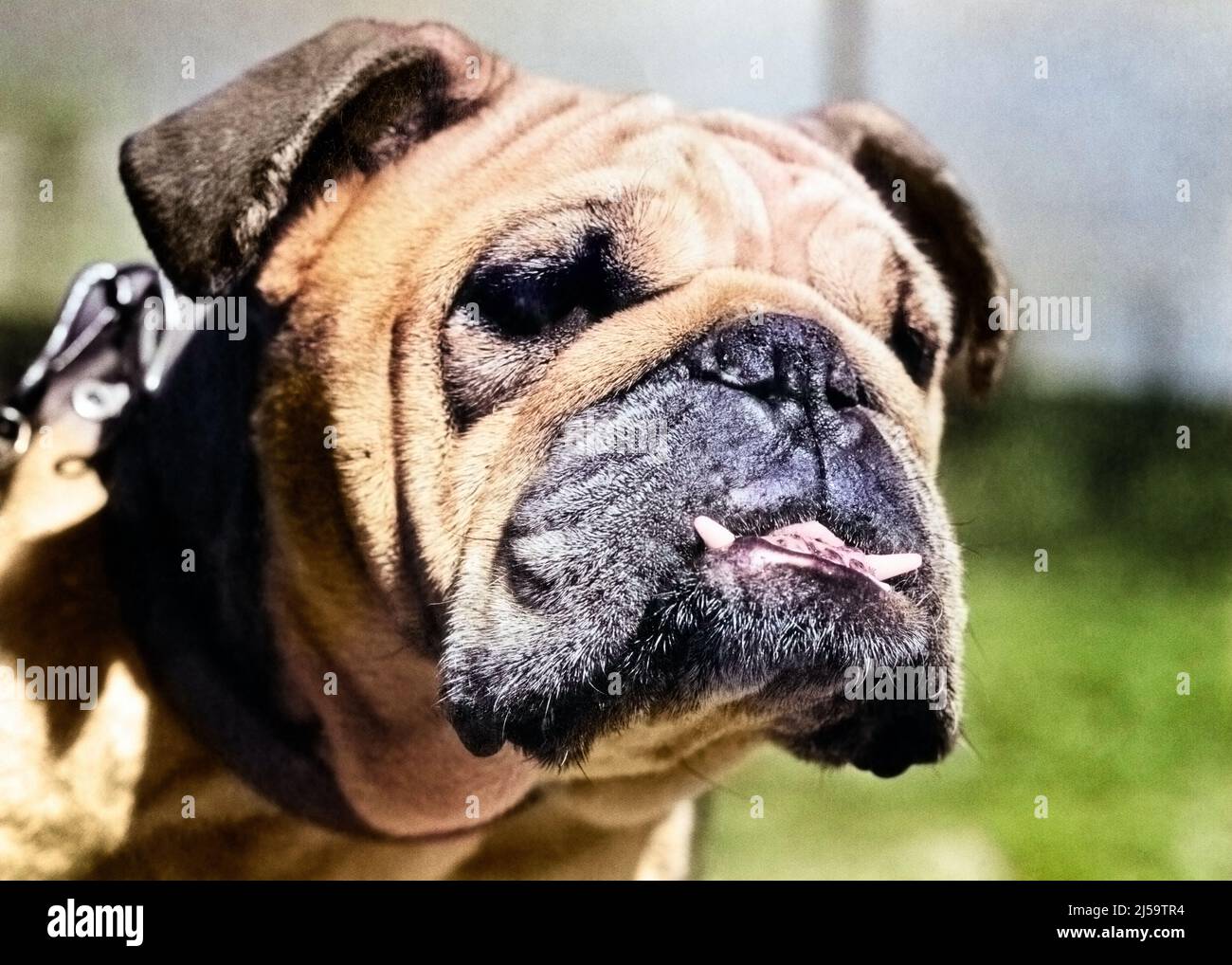 Dog With No Upper Jaw