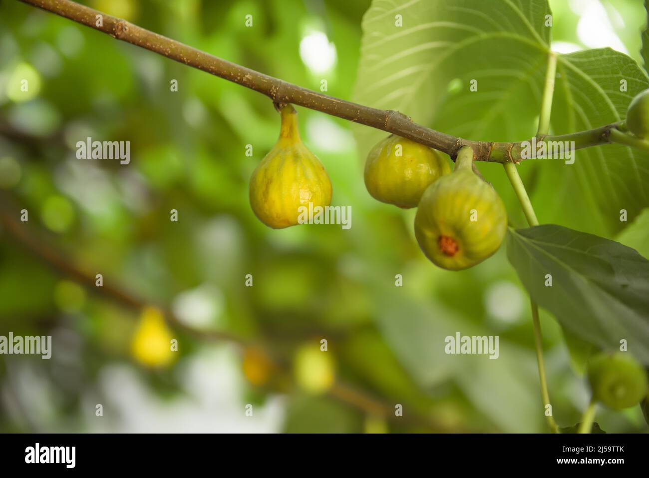 Fig tree summer hi-res stock photography and images - Alamy
