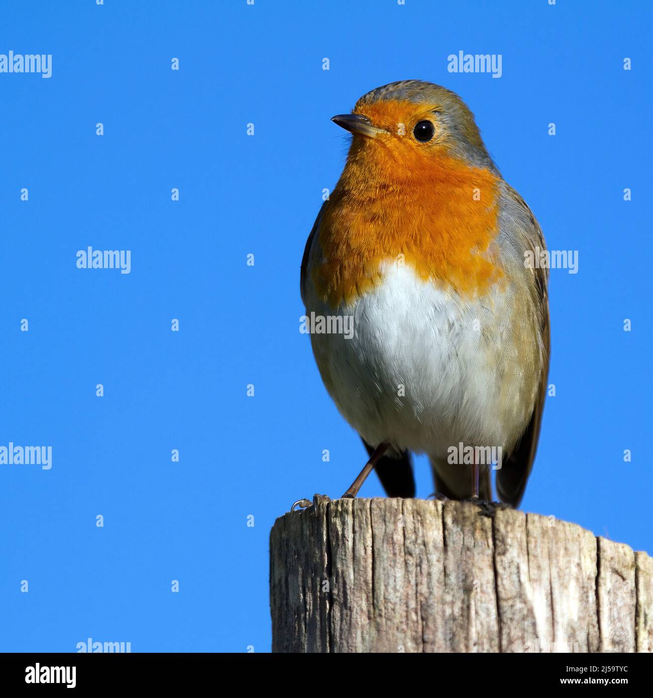 Scottish robin hi-res stock photography and images - Alamy