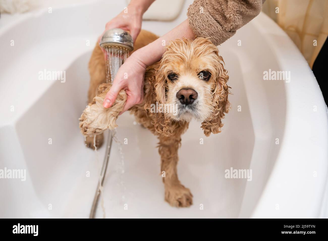 Groomer washing dog's paws in bathroom. Sad wet spaniel in the bathroom ...