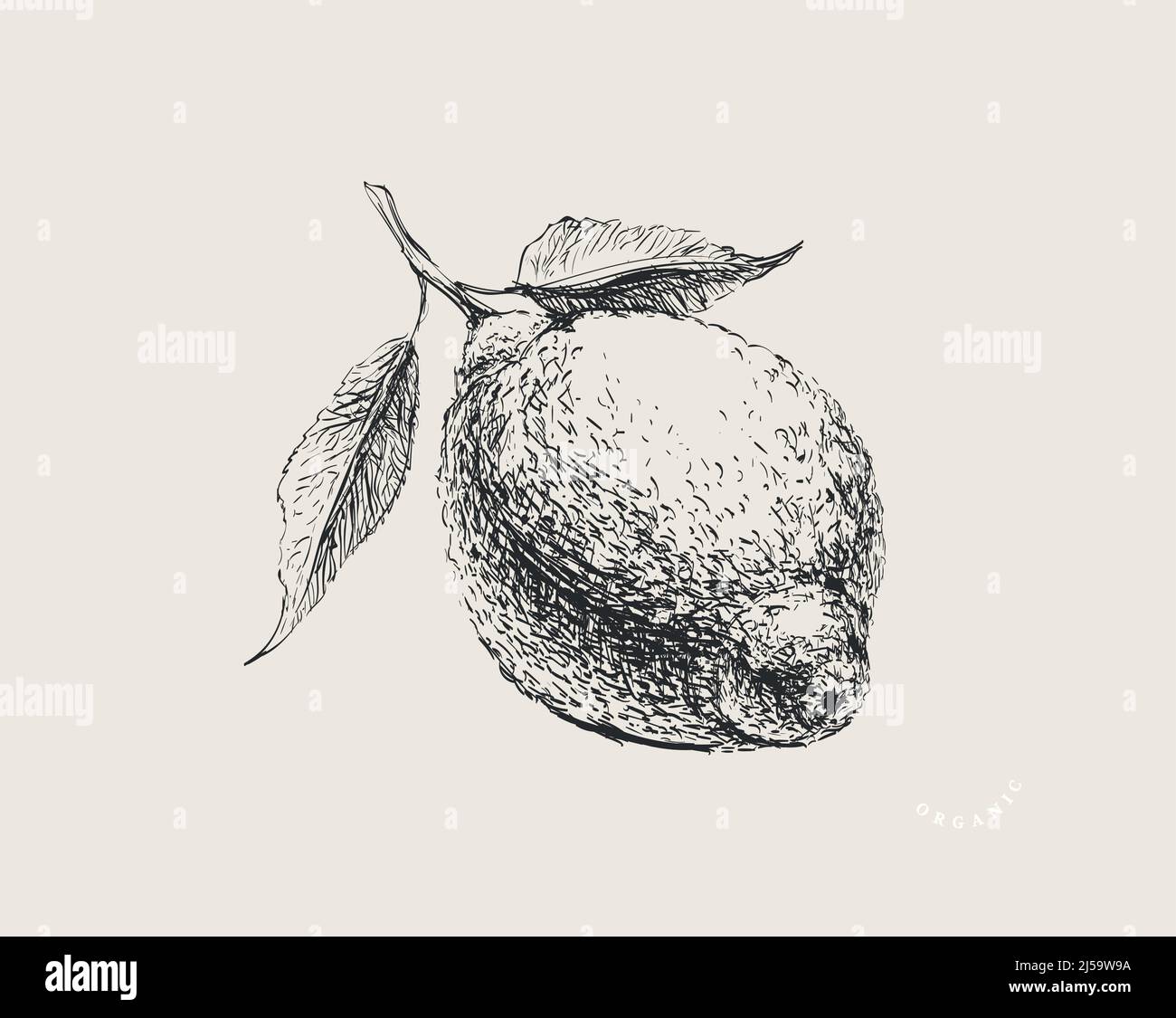 Hand Drawn Sketch Lemon Vector illustration Hand Drawn Sketch Lemon ...