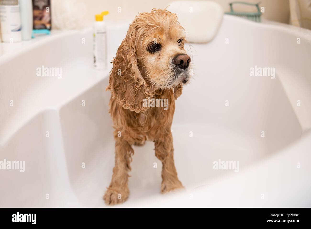 Sad wet spaniel in the bathroom while washing Stock Photo - Alamy