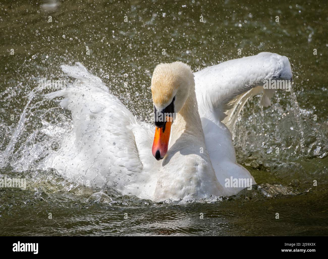 Thrashing hi-res stock photography and images - Alamy