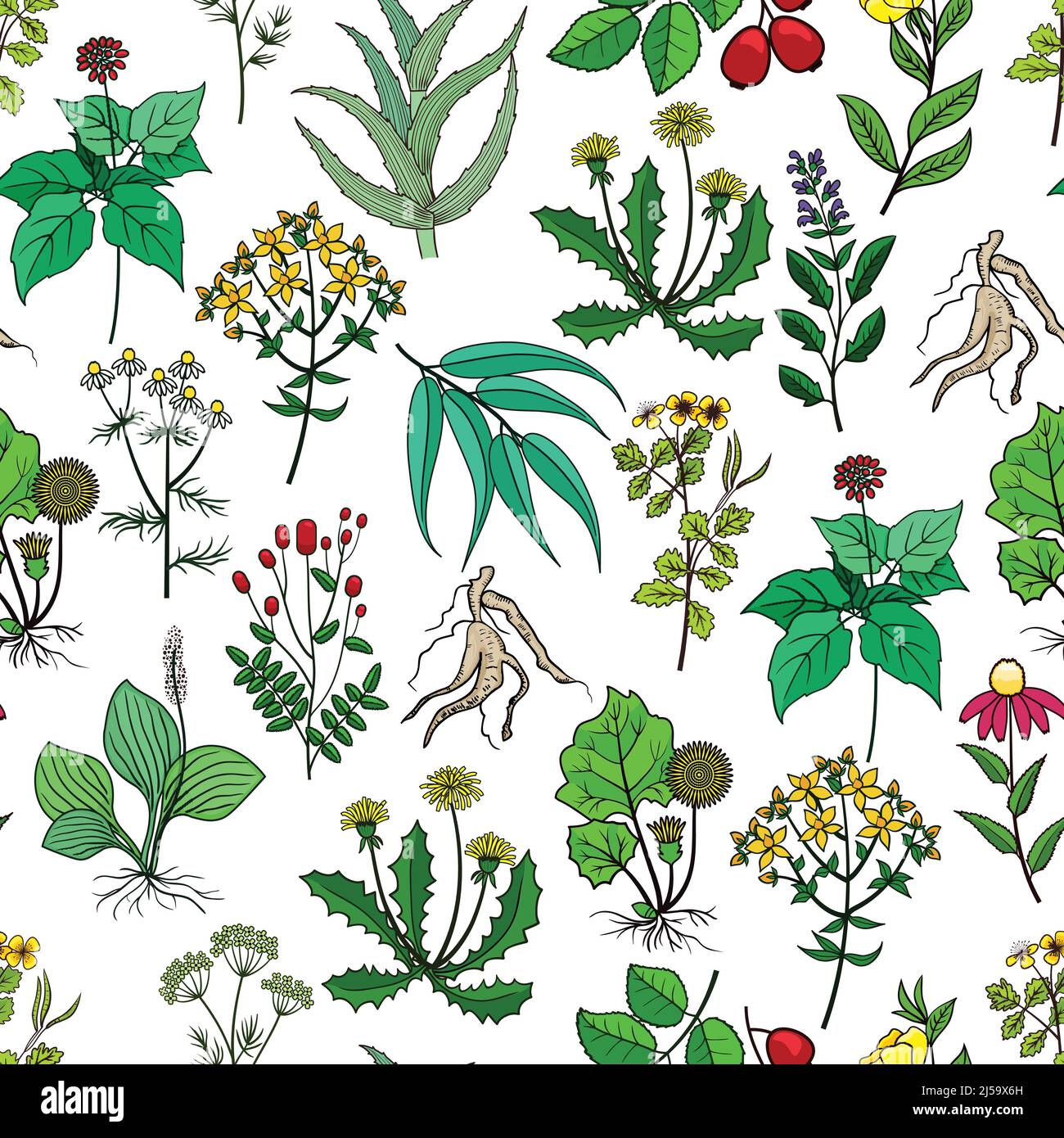 Drug plants and medicinal herbs vector background on white. Pattern ...