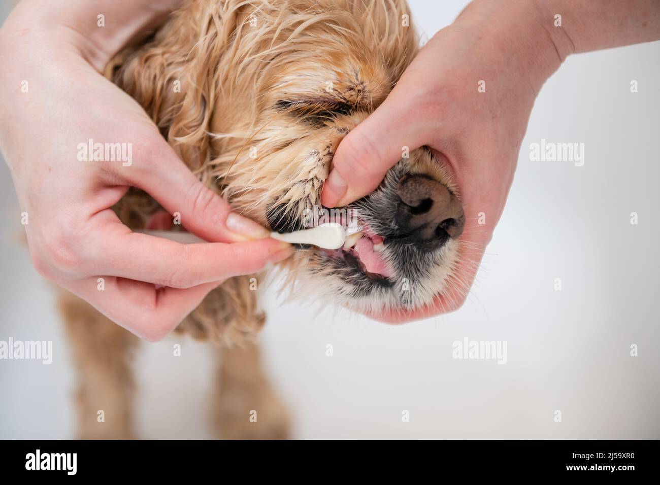 Female hand brushing american cocker spaniel teeth. Dental Toothbrush ...