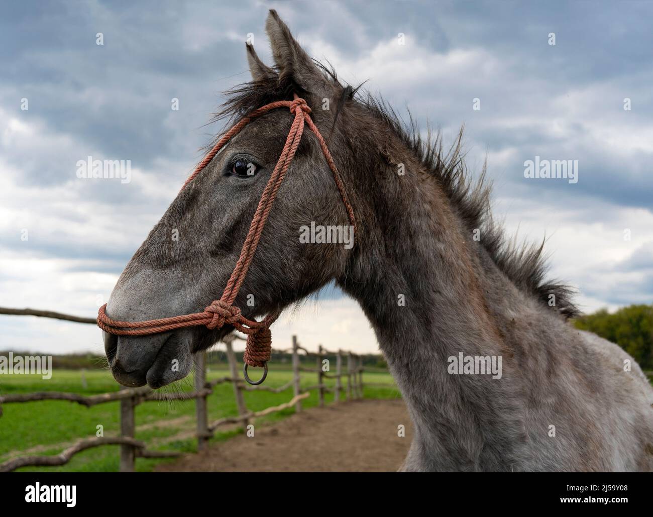 Portrait of beautiful domestic horse on countryside Stock Photo - Alamy