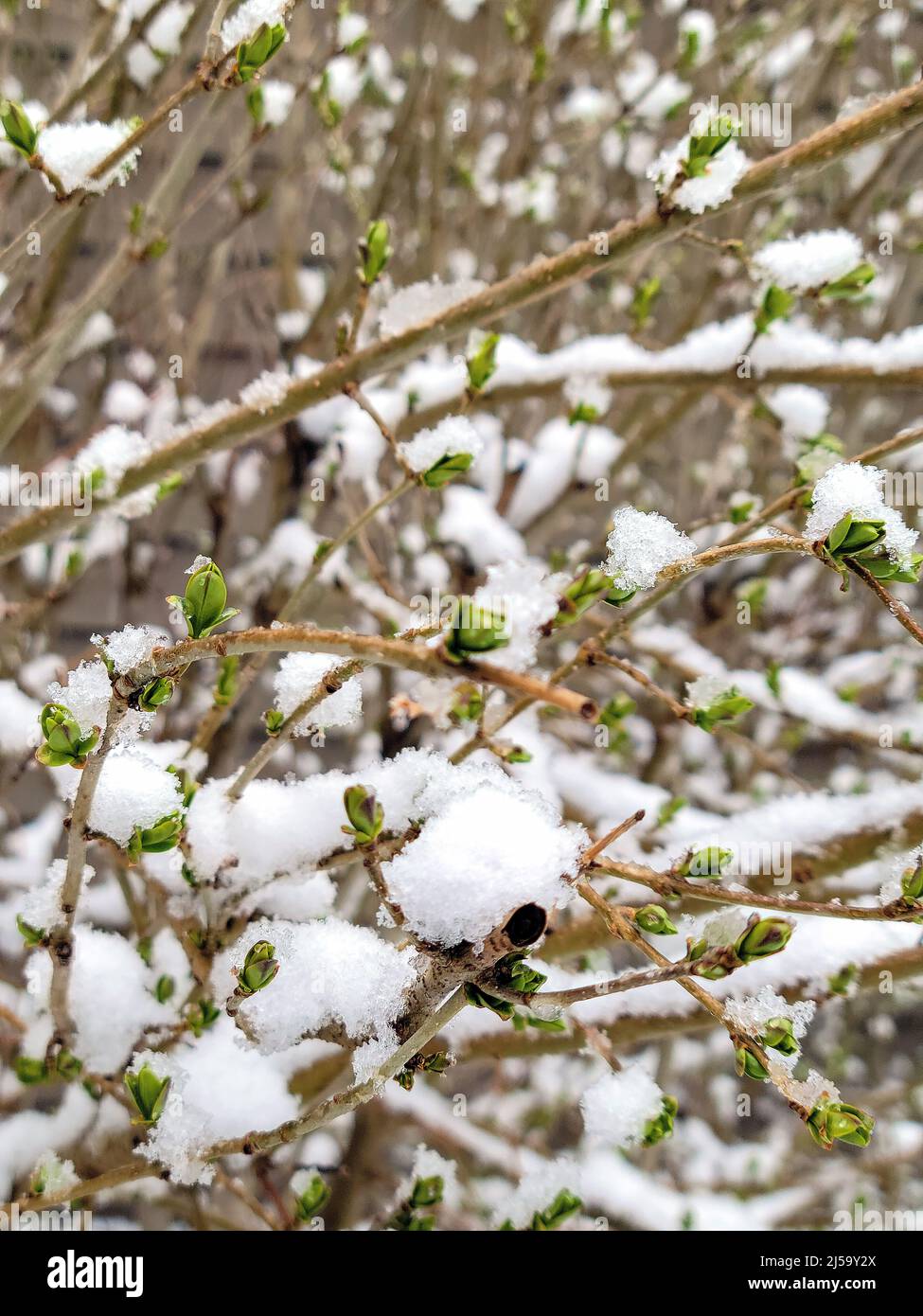 Closeup snow on bush hi-res stock photography and images - Alamy