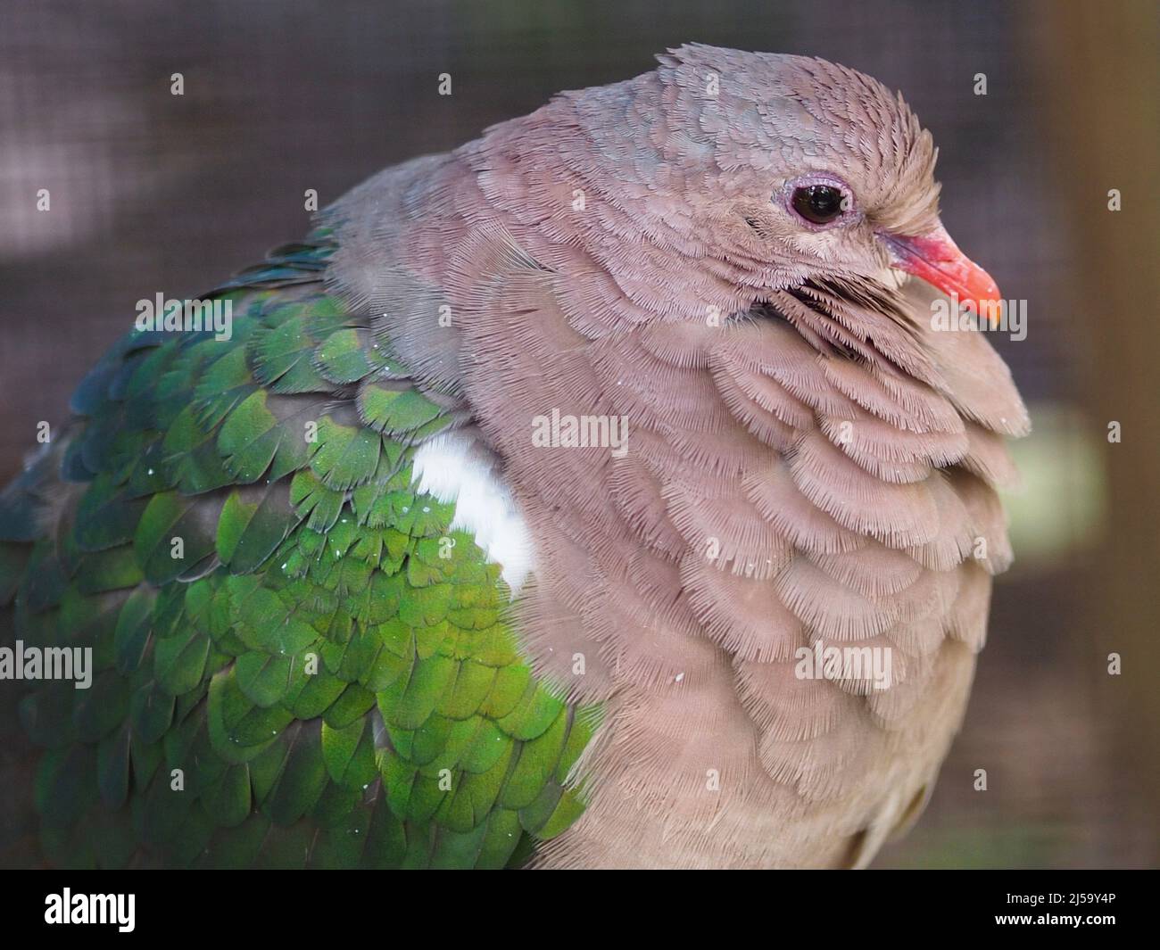 Remarkable captivating Pacific Emerald Dove with distinctive vibrant ...