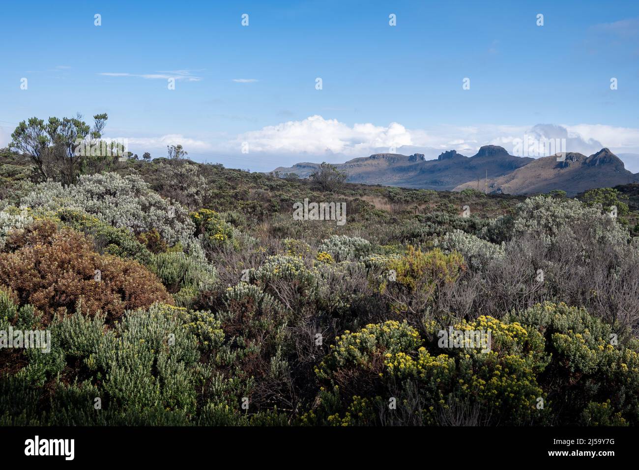 Vegetations in the high elevation paramo of Andes mountains. Los ...
