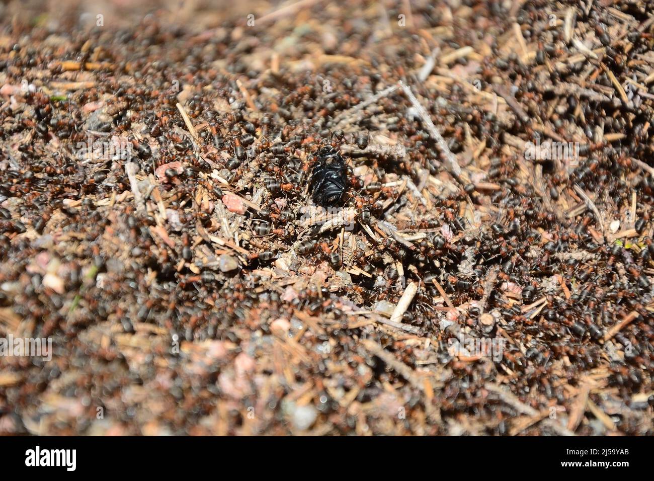 Ants closeup view hi-res stock photography and images - Alamy