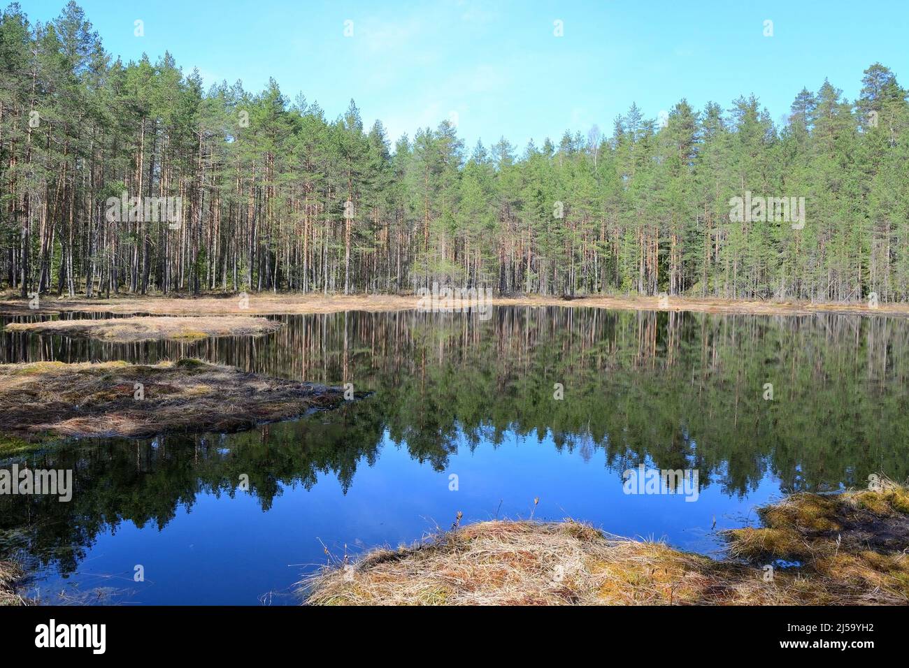 Peat land swamp forest hi-res stock photography and images - Alamy