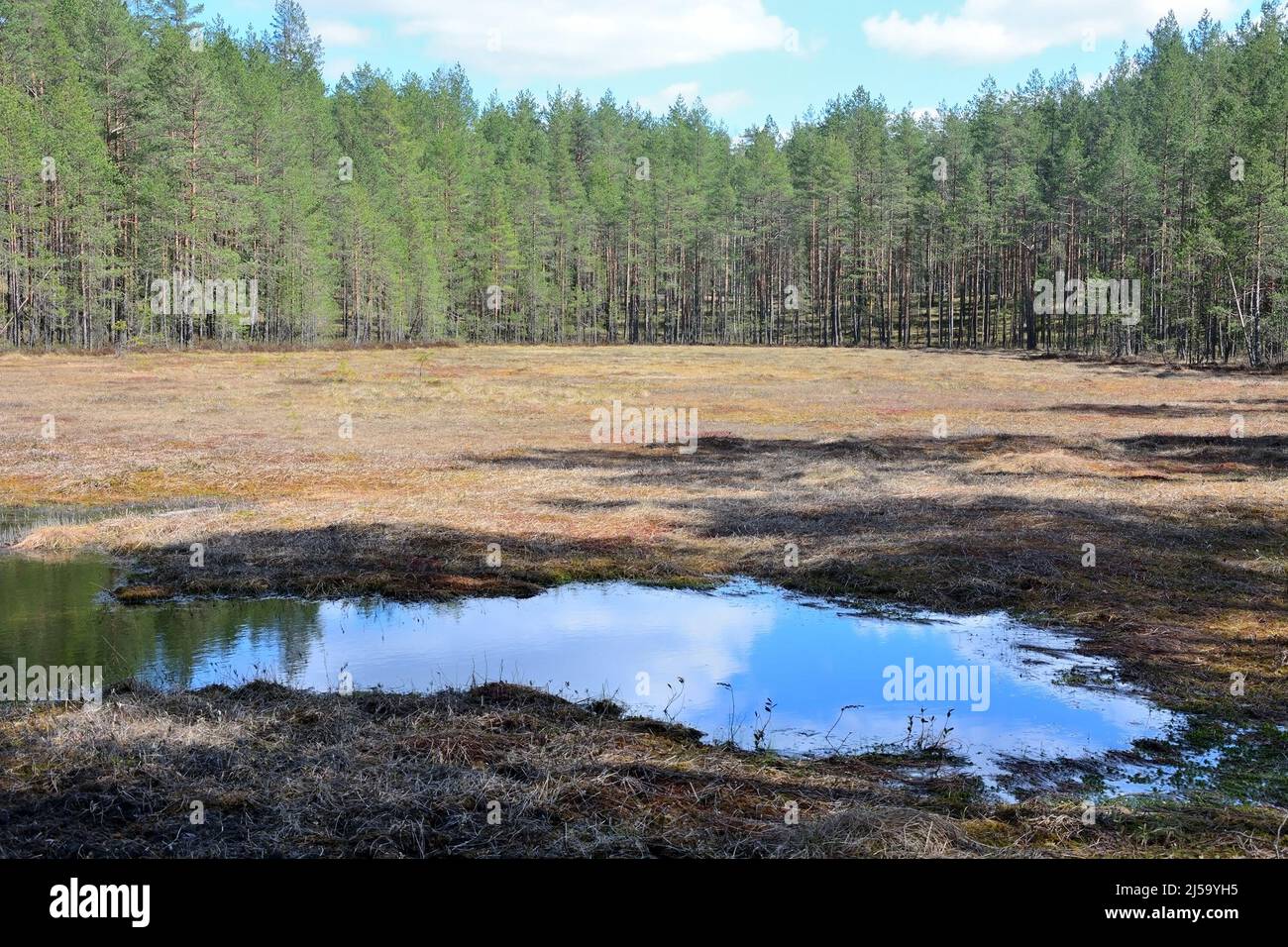 Forest bog in summer season Stock Photo - Alamy