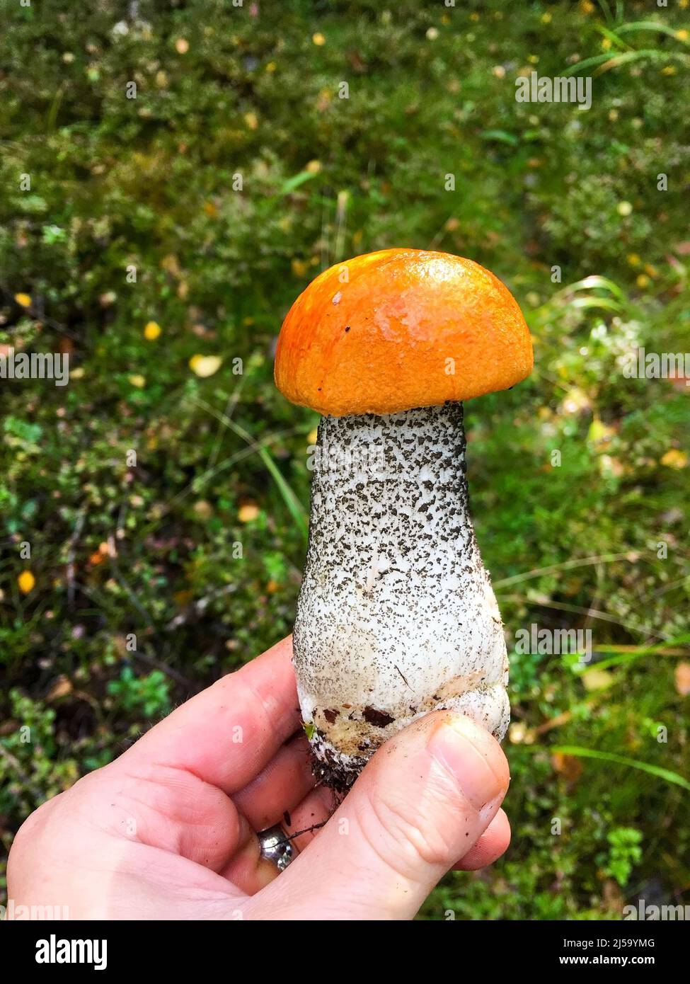 Orange cap mushroom in the forest Stock Photo - Alamy