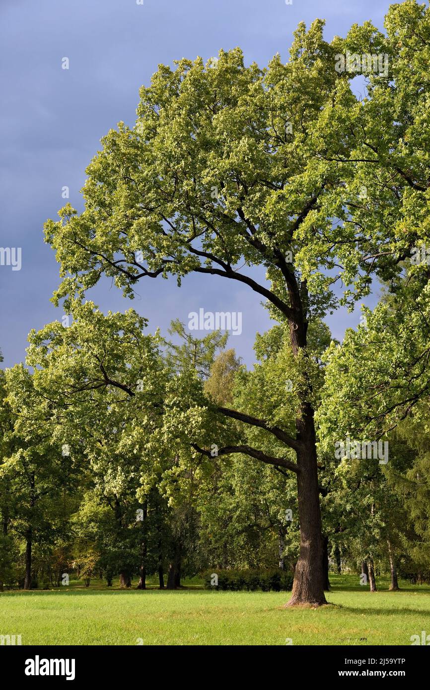 Big oak tree at summer season at sunny day Stock Photo - Alamy