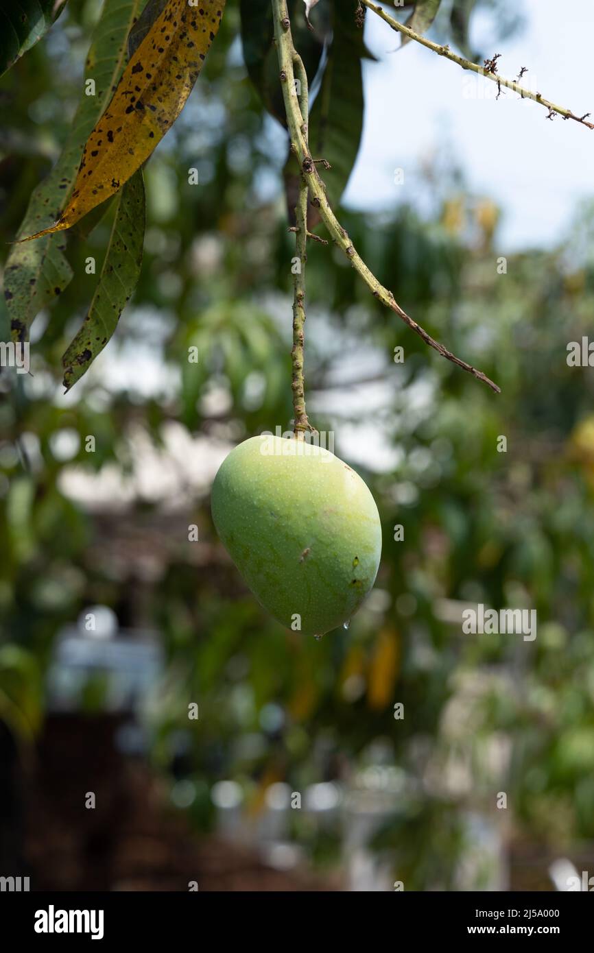 Mankurad mango hi-res stock photography and images - Alamy