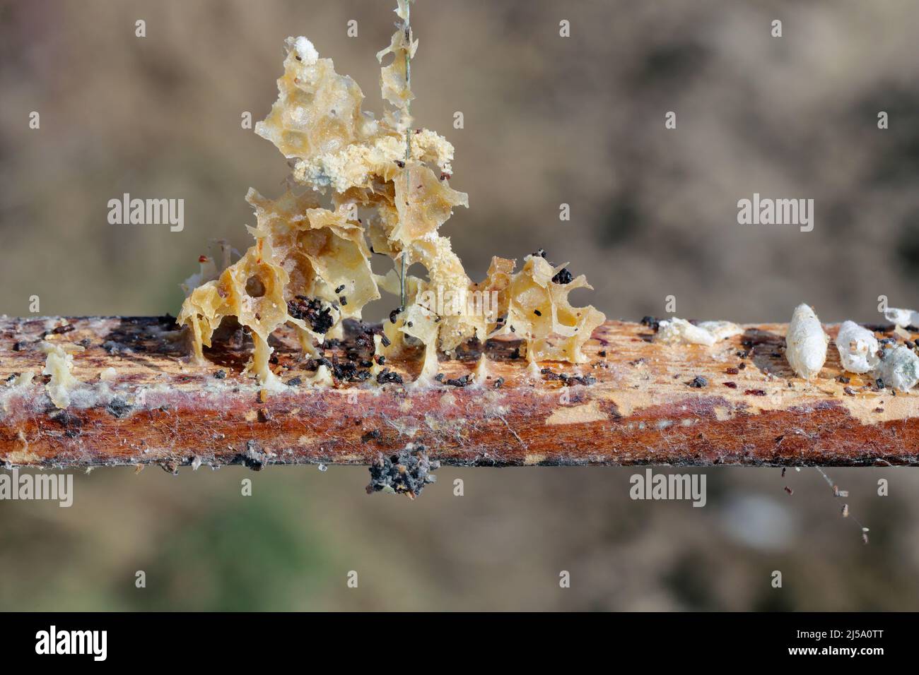 Wax bee frame eaten by parasites. Wax moth. Pests of active hives ...