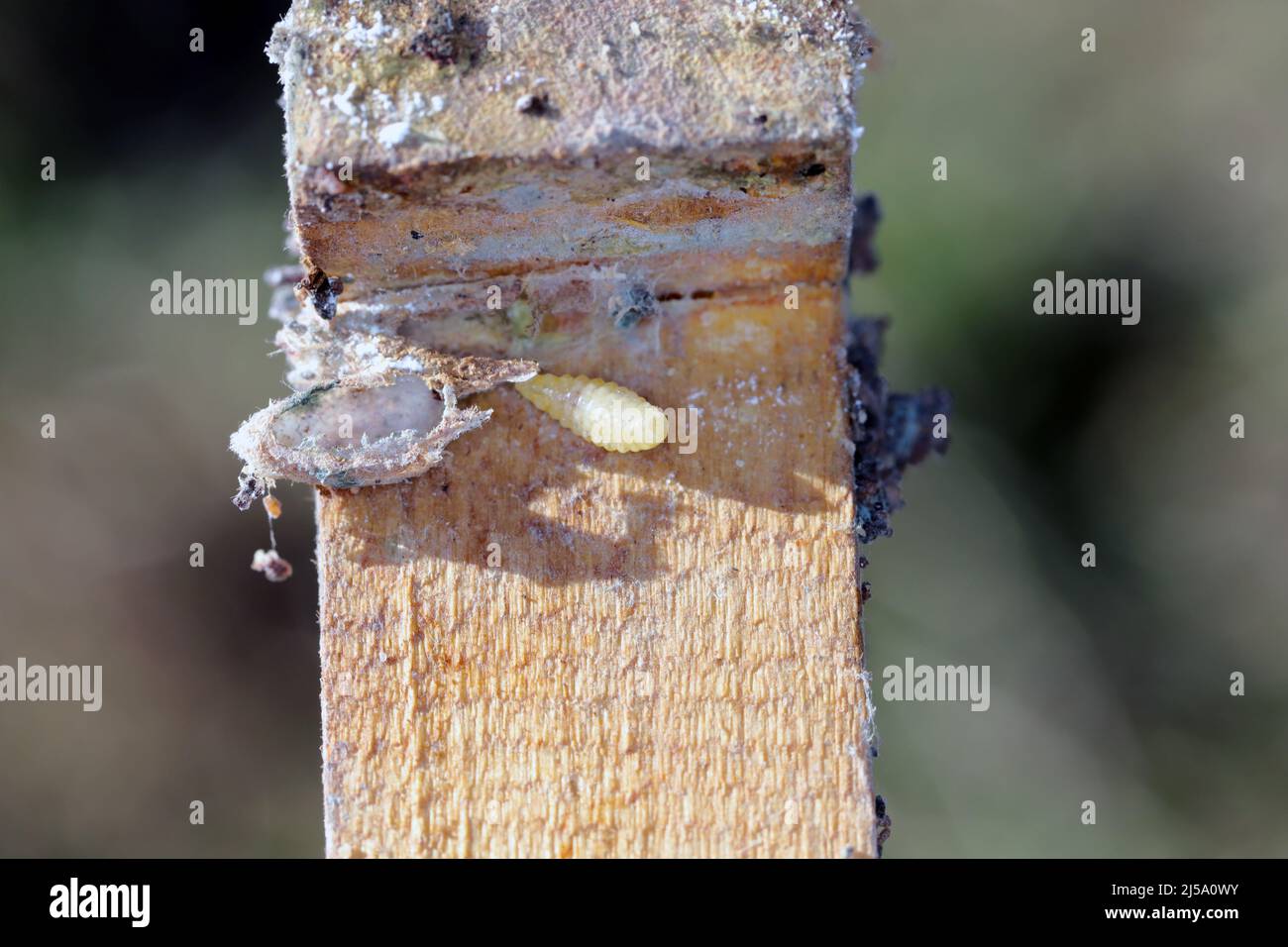 Parasitoid of Wax moth. Pests of active hives. Parasitoid of Galleria ...