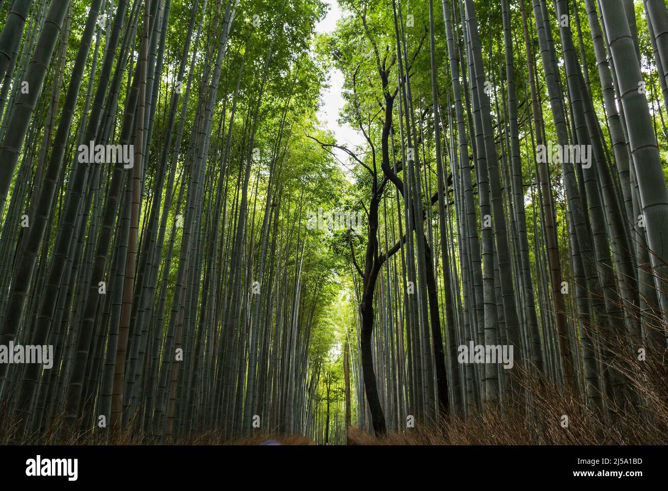 Arashiyama baboo forest, Kyoto, Japan Stock Photo - Alamy