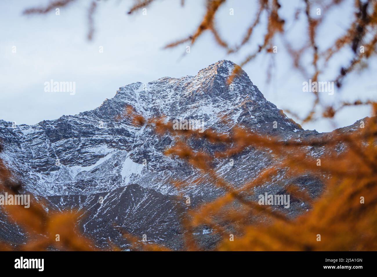 The colors of the foliage in the larch woods of Engadina: one of the ...