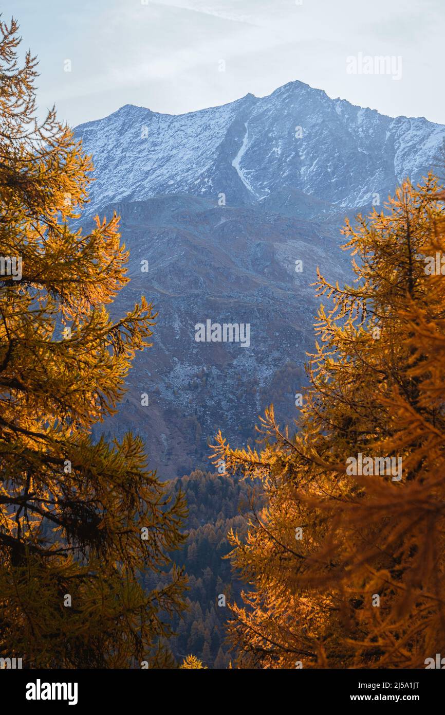 The woods and nature of Engadine: one of the most beautiful and famous ...
