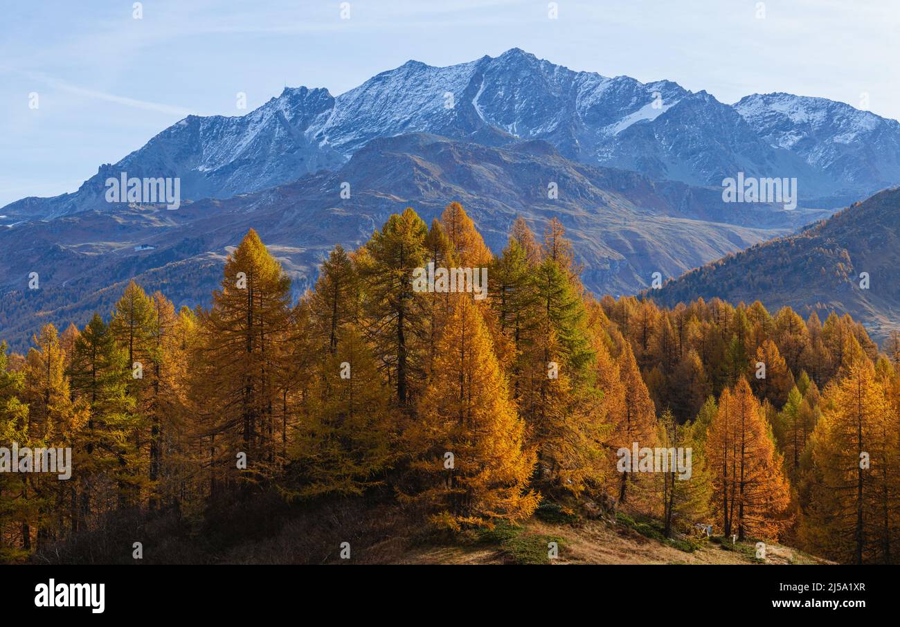 The colors of the foliage in the larch woods of Engadina: one of the ...