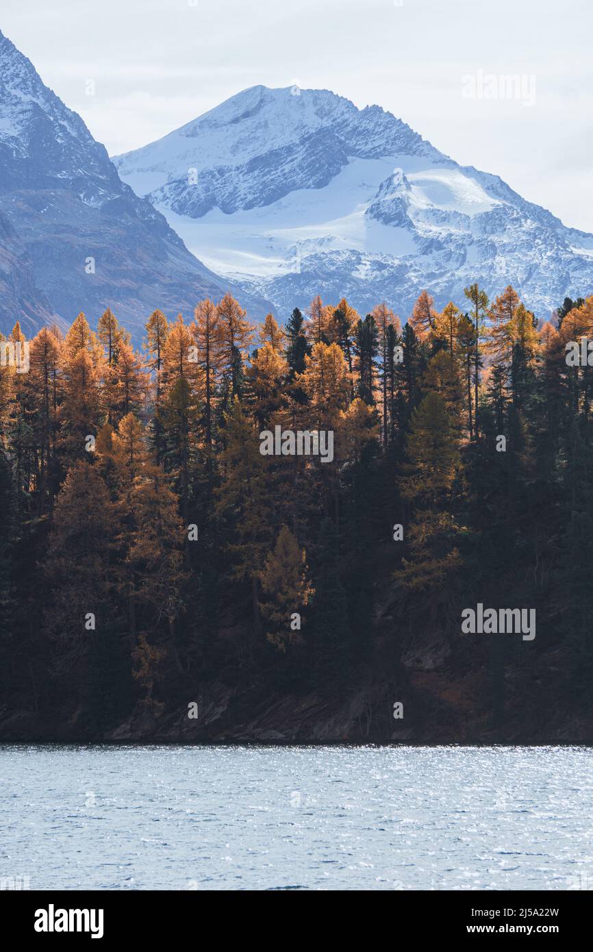 Lake sils in autumn colors: one of the most beautiful alpine lakes in ...