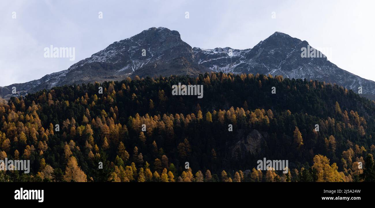 The woods and nature of Engadine: one of the most beautiful and famous ...