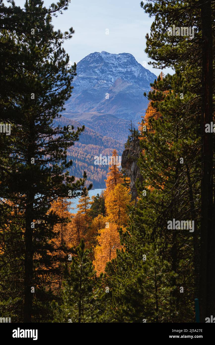 The woods and nature of Engadine: one of the most beautiful and famous ...