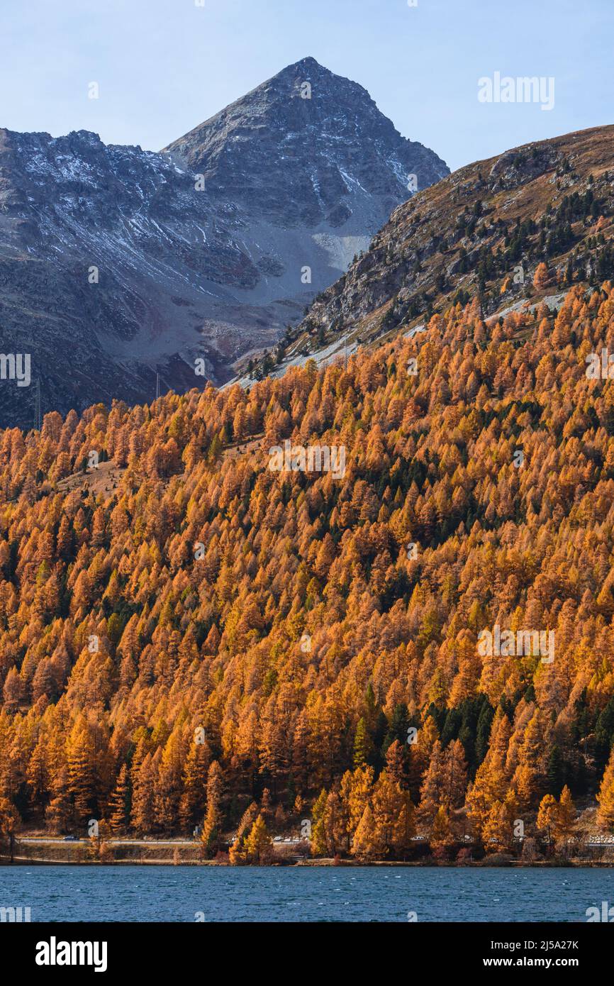 The woods and nature of Engadine: one of the most beautiful and famous ...