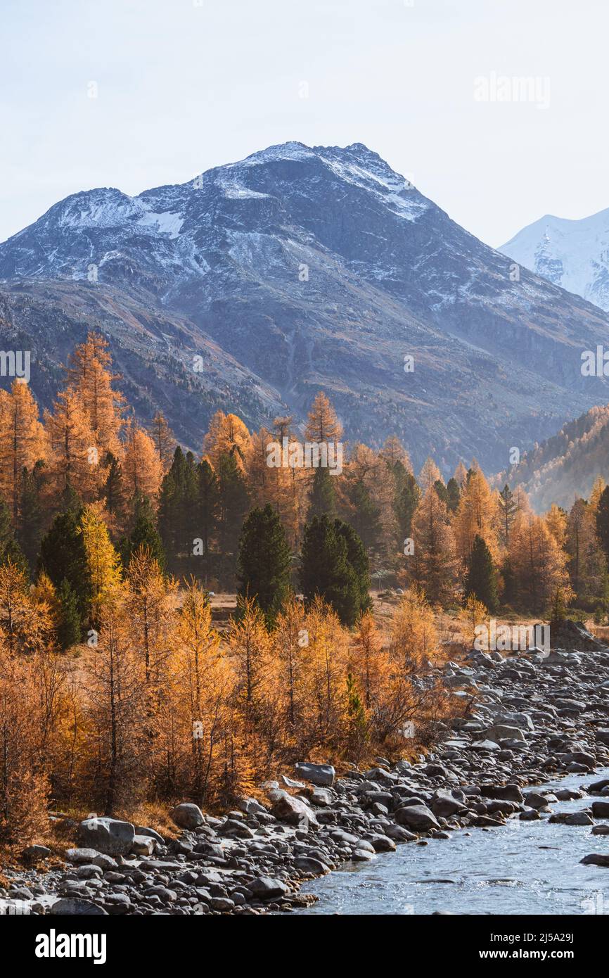 The woods and nature of Engadine: one of the most beautiful and famous ...