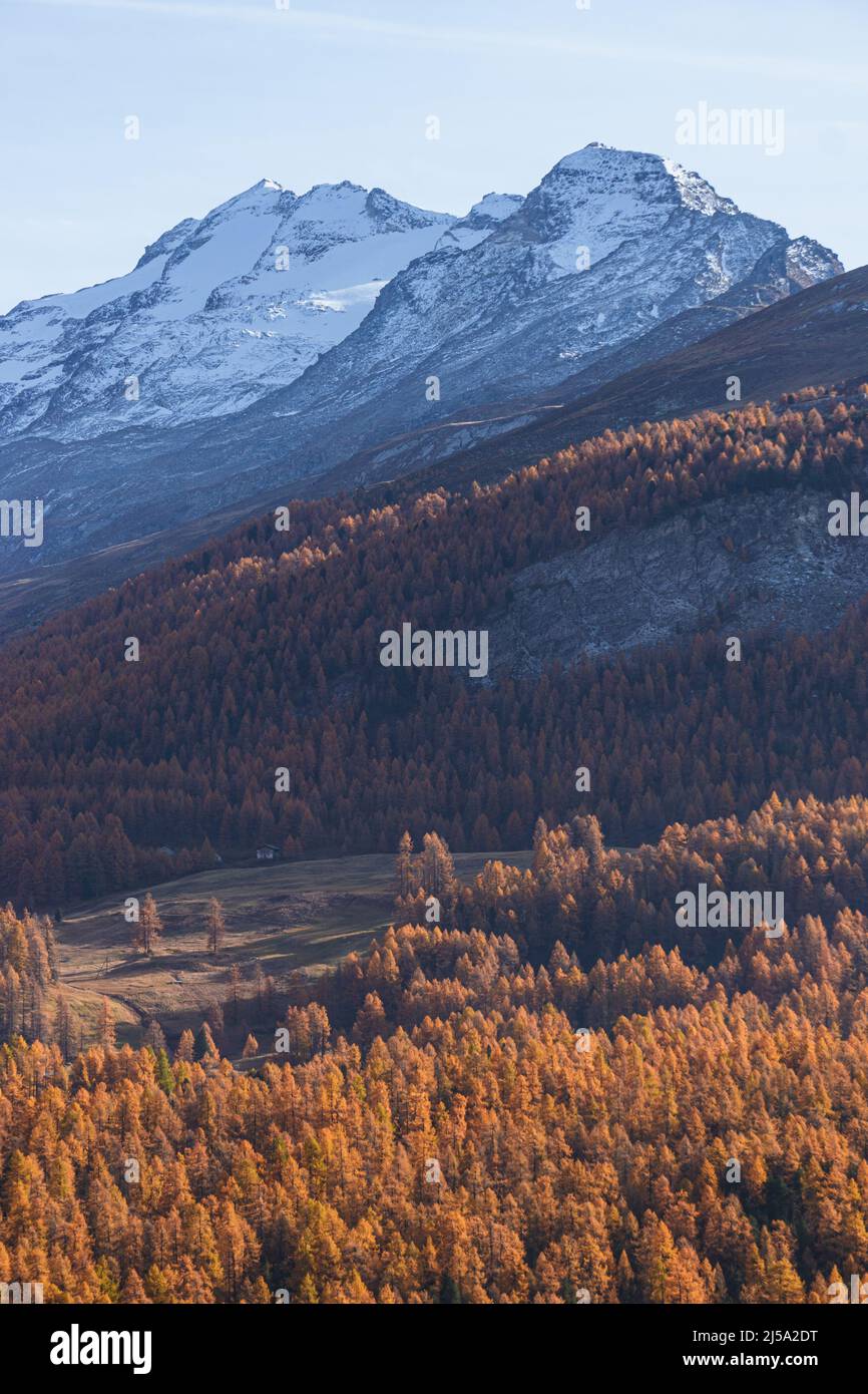 The woods and nature of Engadine: one of the most beautiful and famous ...