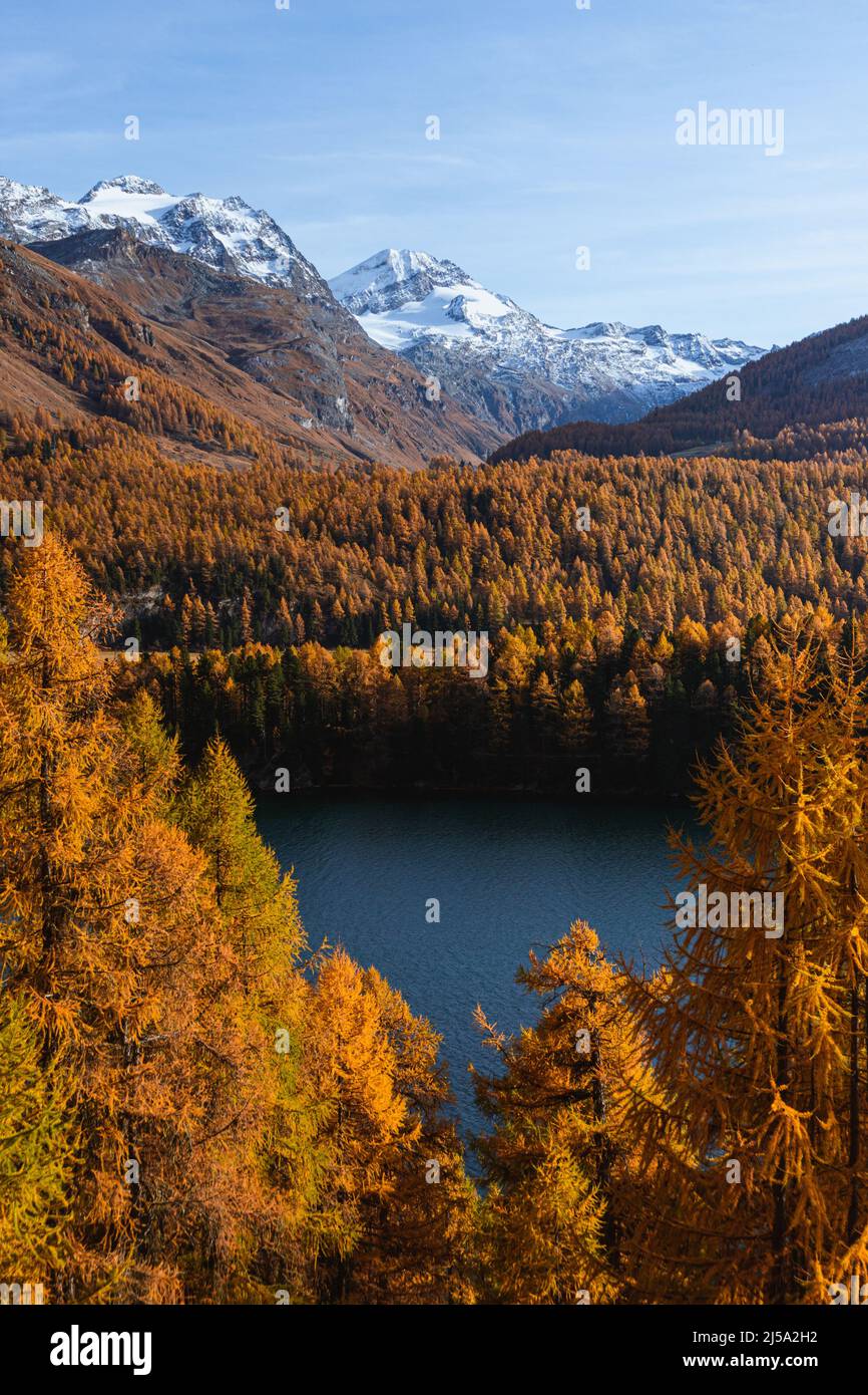 Lake sils in autumn colors: one of the most beautiful alpine lakes in ...