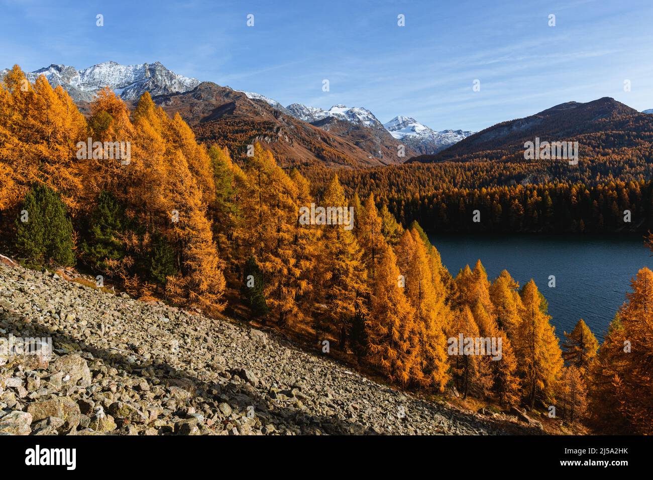 Lake sils in autumn colors: one of the most beautiful alpine lakes in ...