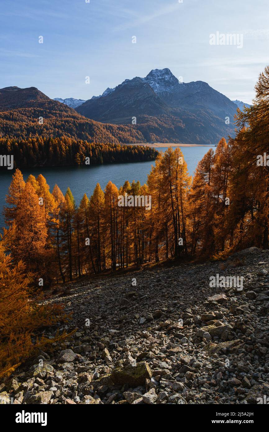 Lake sils in autumn colors: one of the most beautiful alpine lakes in ...