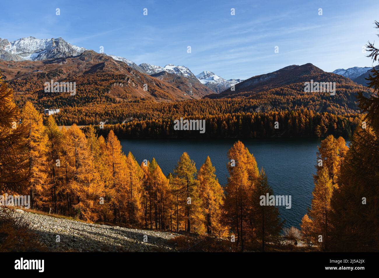 Lake sils in autumn colors: one of the most beautiful alpine lakes in ...
