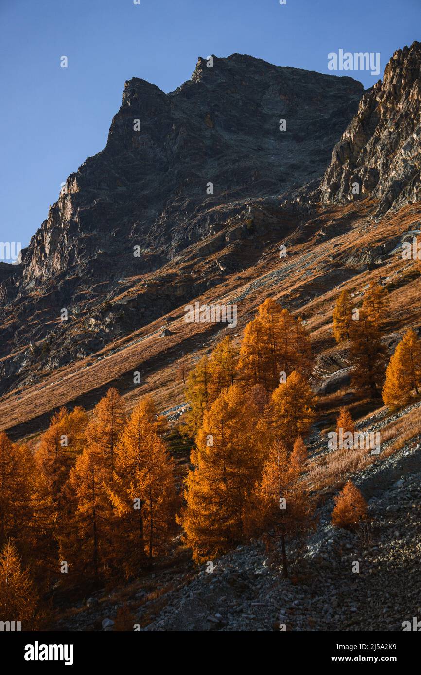 The woods and nature of Engadine: one of the most beautiful and famous ...