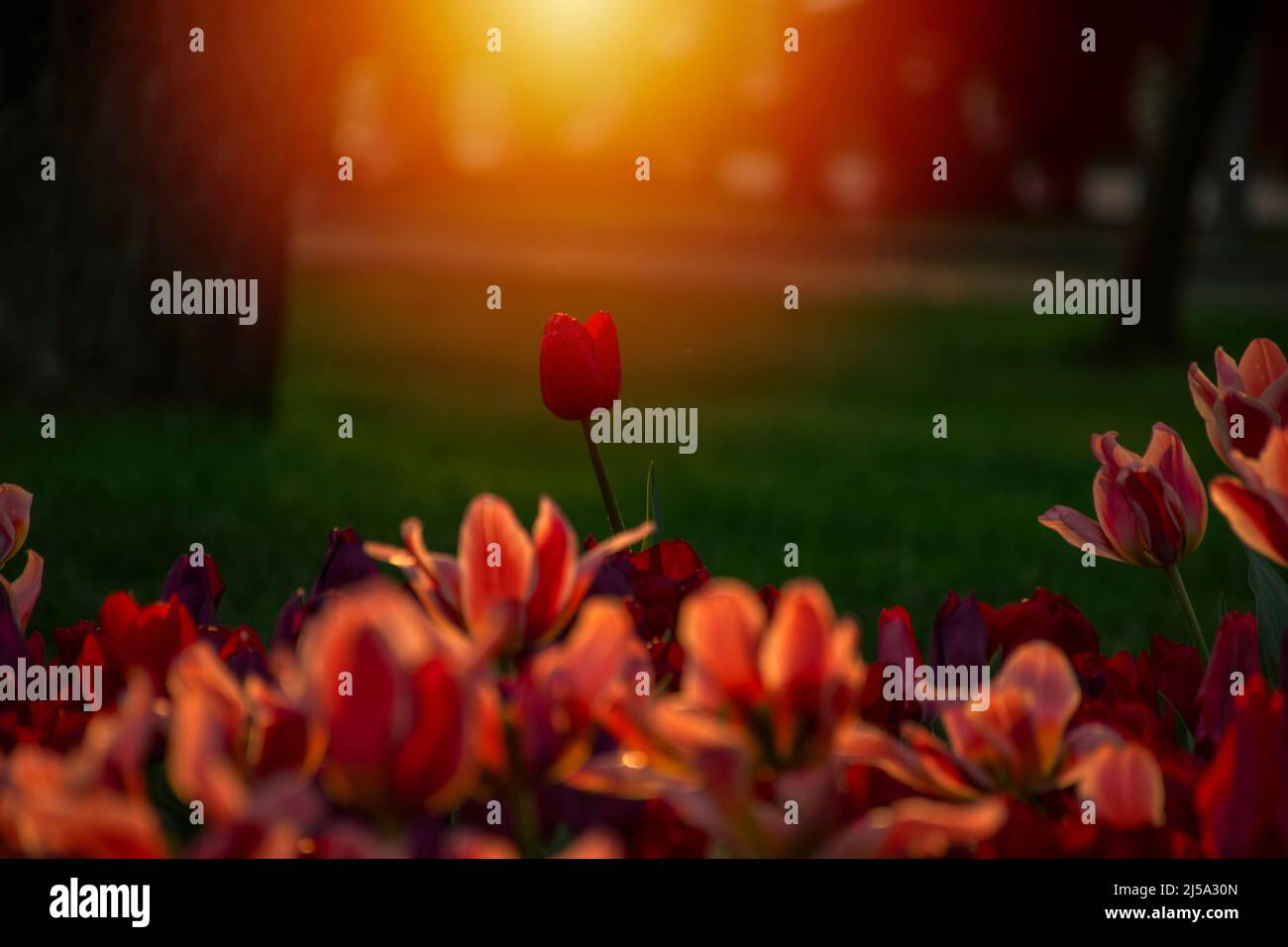 Red flower tulip lit by sunlight. Soft selective focus, tulip close up ...