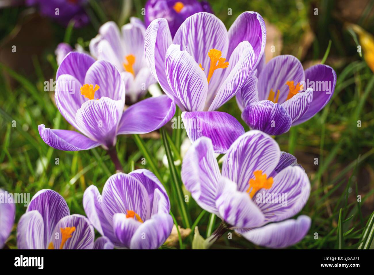 Crocus flowering in Eastrop Park, Basingstoke, UK in spring Stock Photo ...