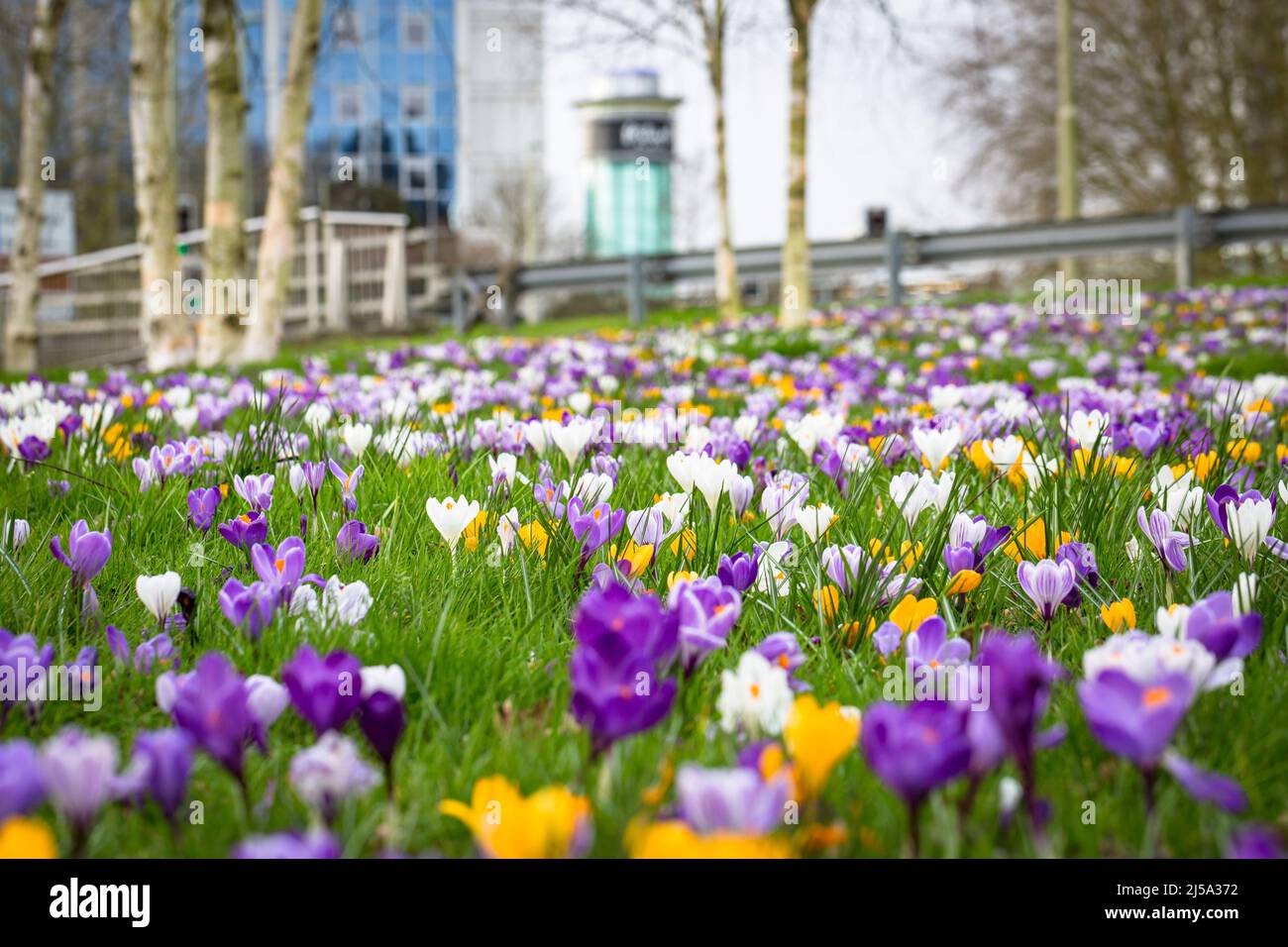Crocus flowering in Eastrop Park, Basingstoke, UK in spring Stock Photo ...