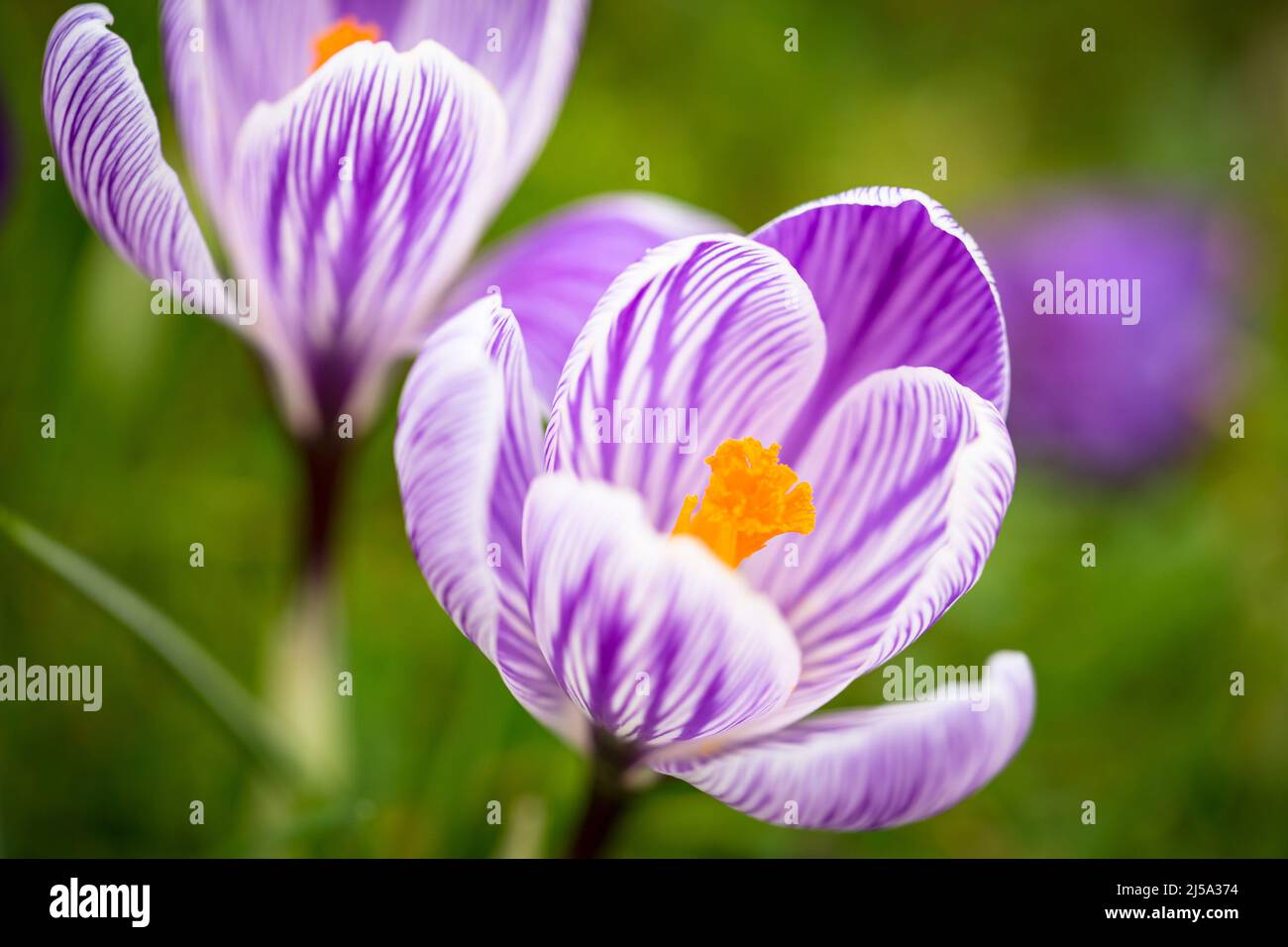 Crocus flowering in Eastrop Park, Basingstoke, UK in spring Stock Photo ...