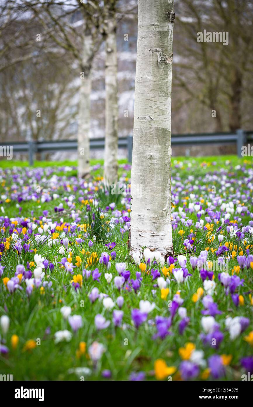 Crocus flowering in Eastrop Park, Basingstoke, UK in spring Stock Photo ...