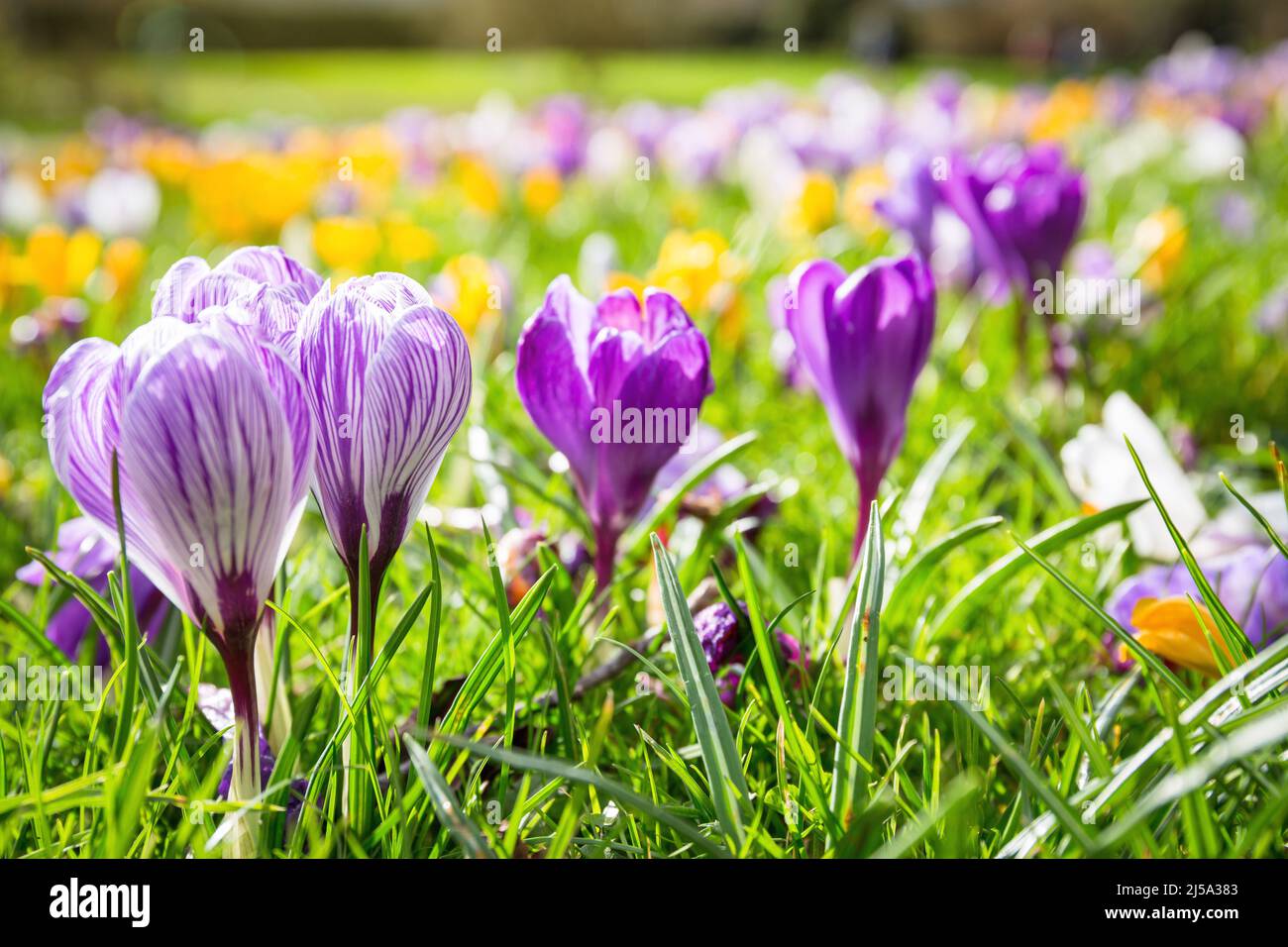 Flowering corm hi-res stock photography and images - Alamy