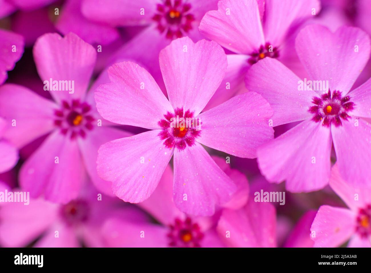 Wild ground phlox hi-res stock photography and images - Alamy